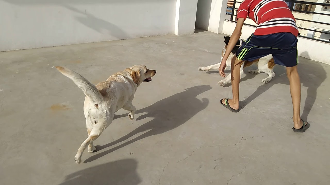 Saint Bernard attack lebrador dog - YouTube