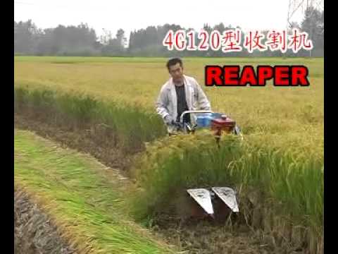 Rice Reaper India, Wheat Reaper Machine, Rice Cutting Machine - YouTube