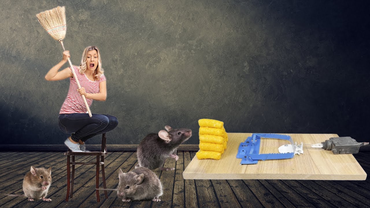 Ultimate Mouse Trap Test - UNBELIEVABLE RESULTS!🐁🐭 - YouTube