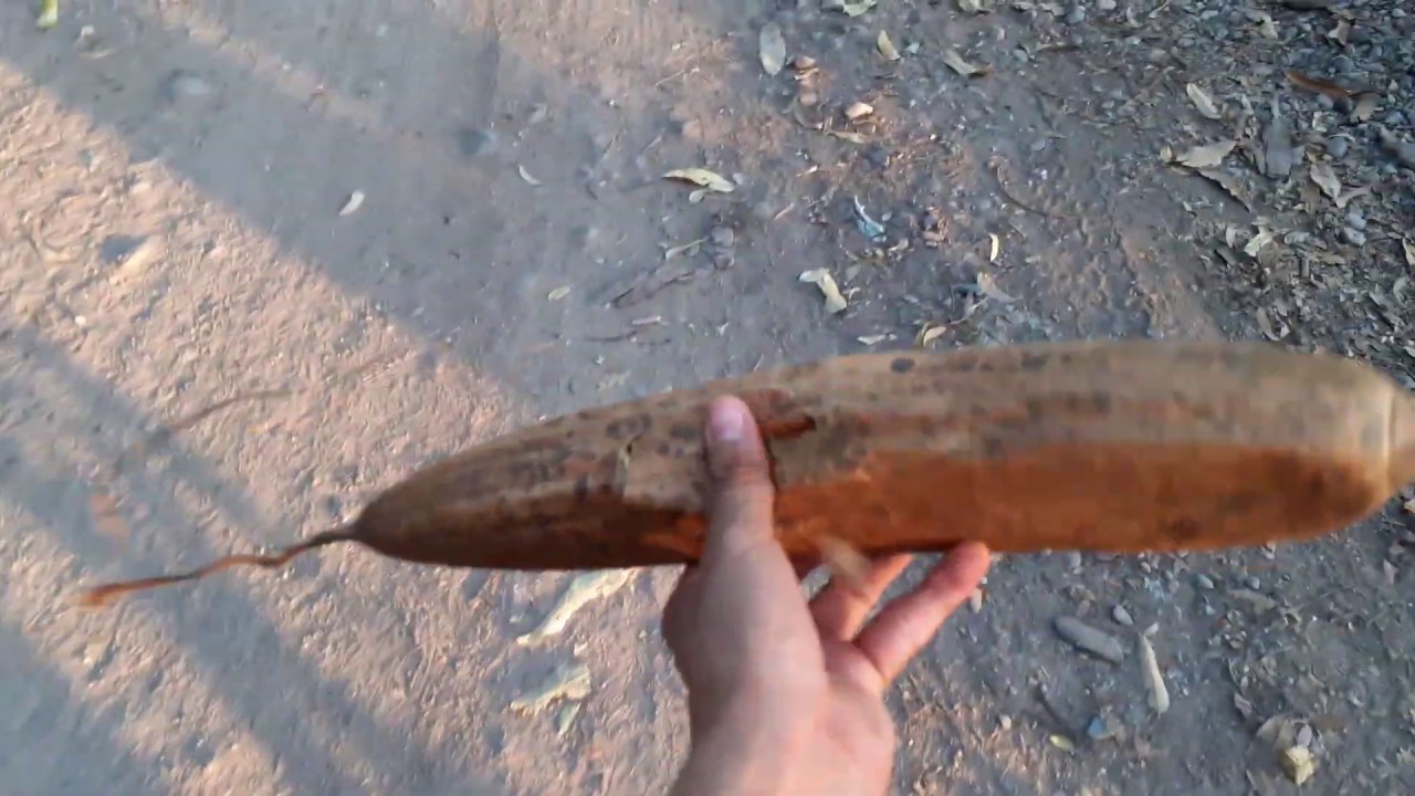 Conoces el restropajo de árbol para bañarse . - YouTube