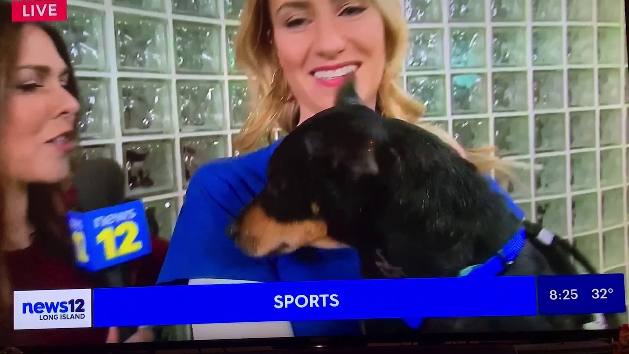 News12 Long Island Dog Day Fridays with Last Chance Animal Rescue - YouTube