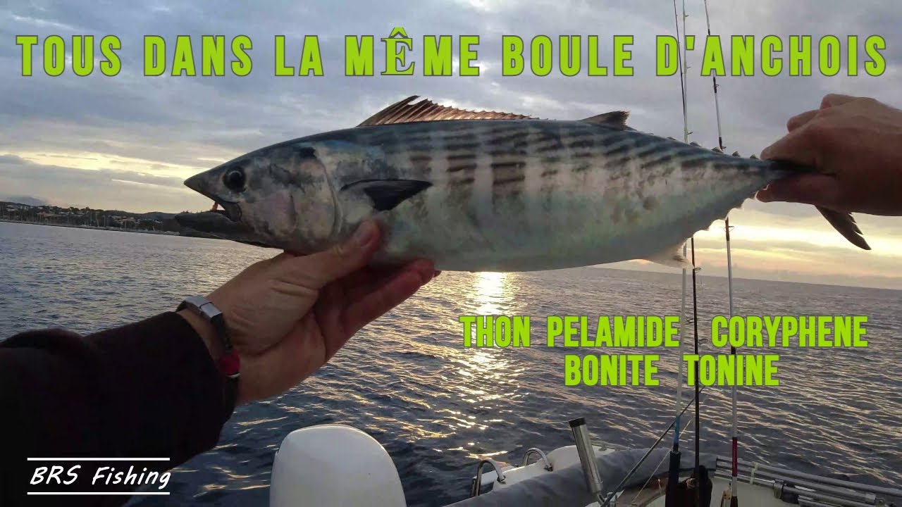 Bonite pelamide sur chasse en méditerranée - YouTube