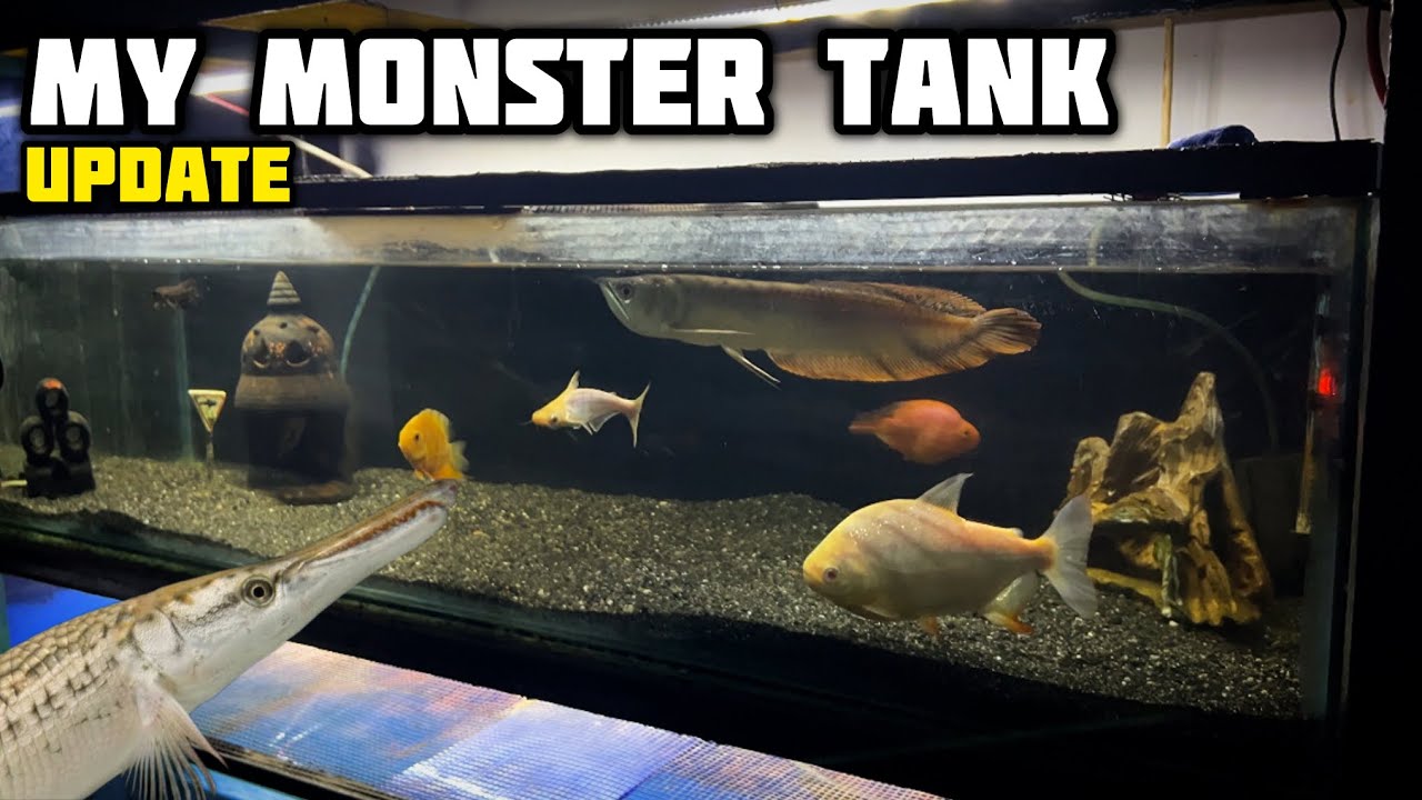 My Mini Monster Fish Tank Update | Feeding My All Predator Fish - Imran ...