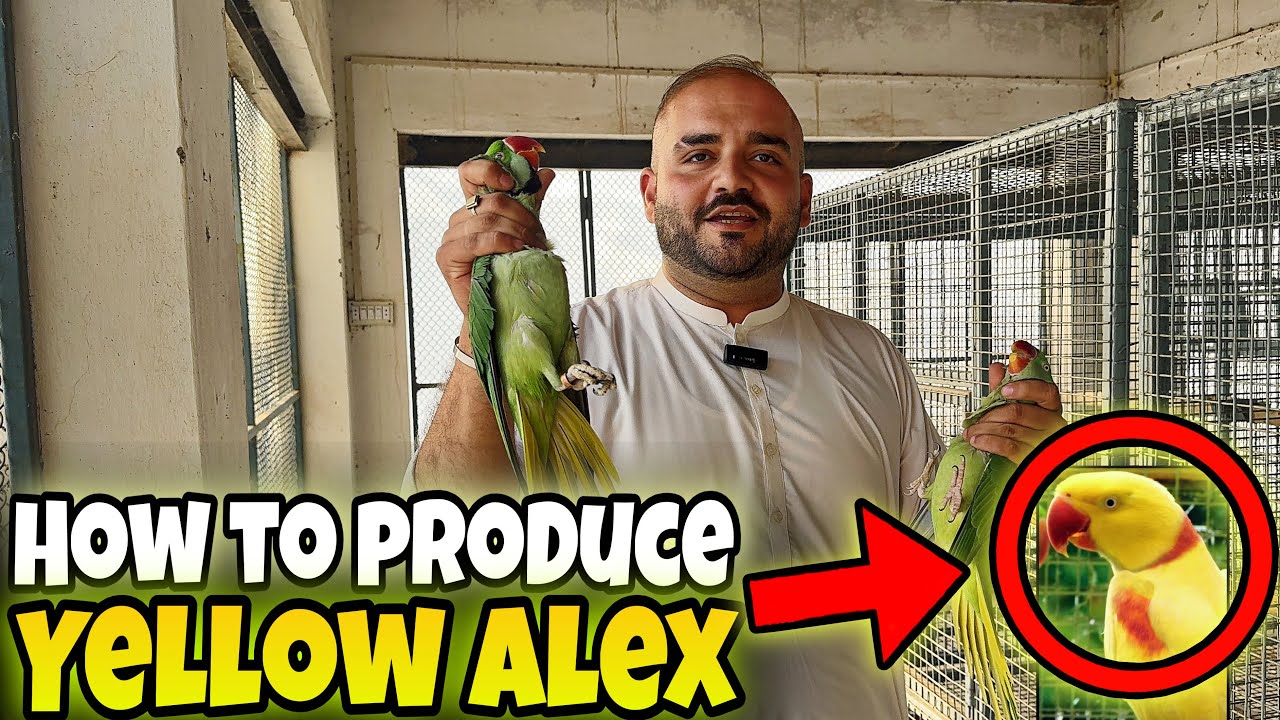 How to Produce Yellow Alexandrine Parrot | Yellow Alex Mutation Full ...