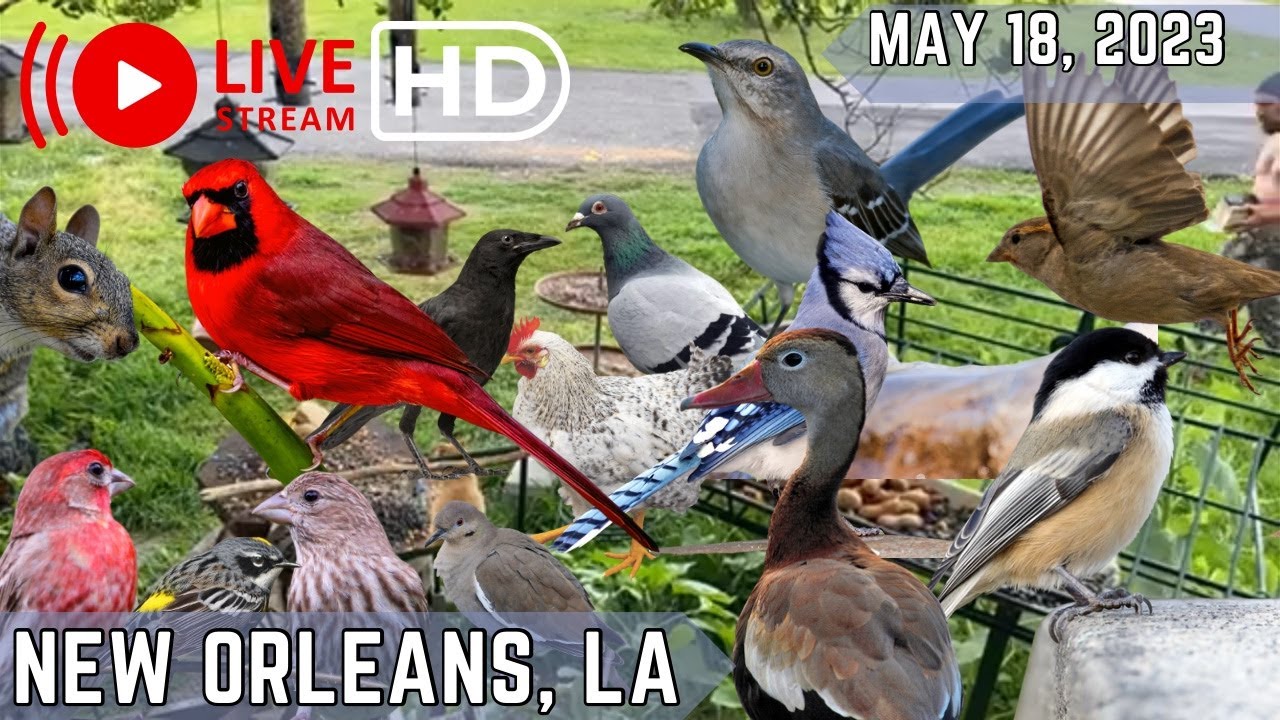 NOLA Birdin’ | Thursday Birding, Live Bird Feeder,Birds Chirping,Live ...