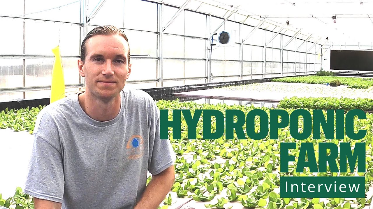 Hydroponic Farm Interview - YouTube
