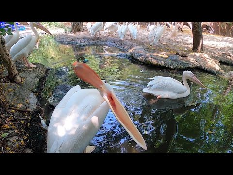 Cute Pelicans Trying To Bite Me at Bangkok Marine Park (GoPro 8 Black ...