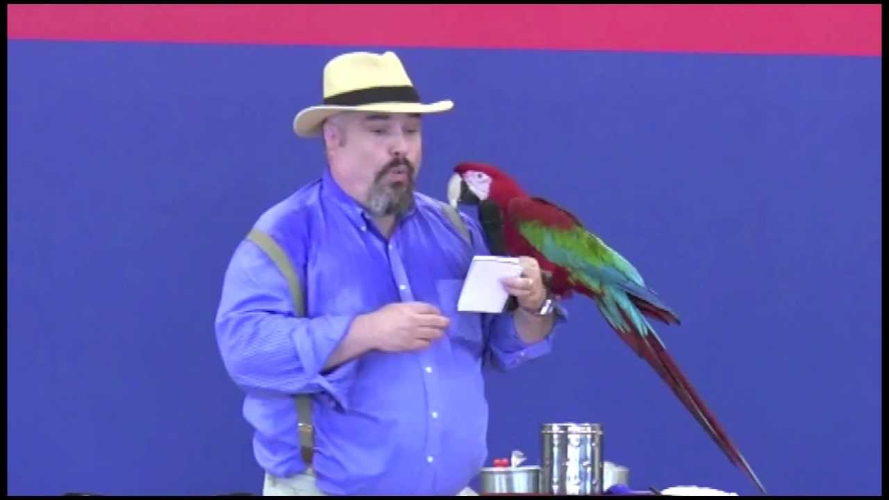 Party Parrot Jax and Raleigh, NC Magician Captain Kid at the YMCA - YouTube
