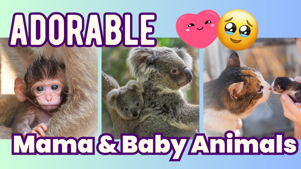 Heartwarming Moments Between Mama Animals and Their Babies 🌸🐾🌍 Happy ...