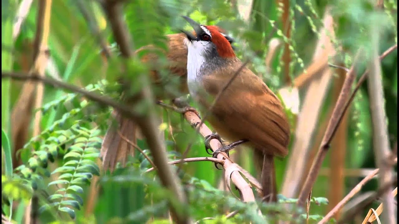 Chestnut-capped Babbler - YouTube