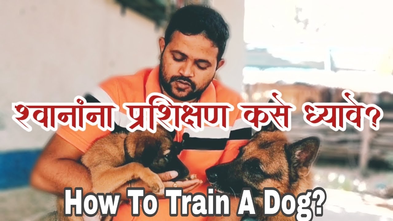 श्वानाला प्रशिक्षण कसे द्यावे | How To Train A Puppy | Dog Training In ...