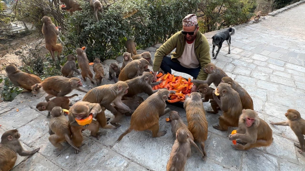 Watch this joyful monkey happily eating papaya, tomatoes, and peas—it’s ...