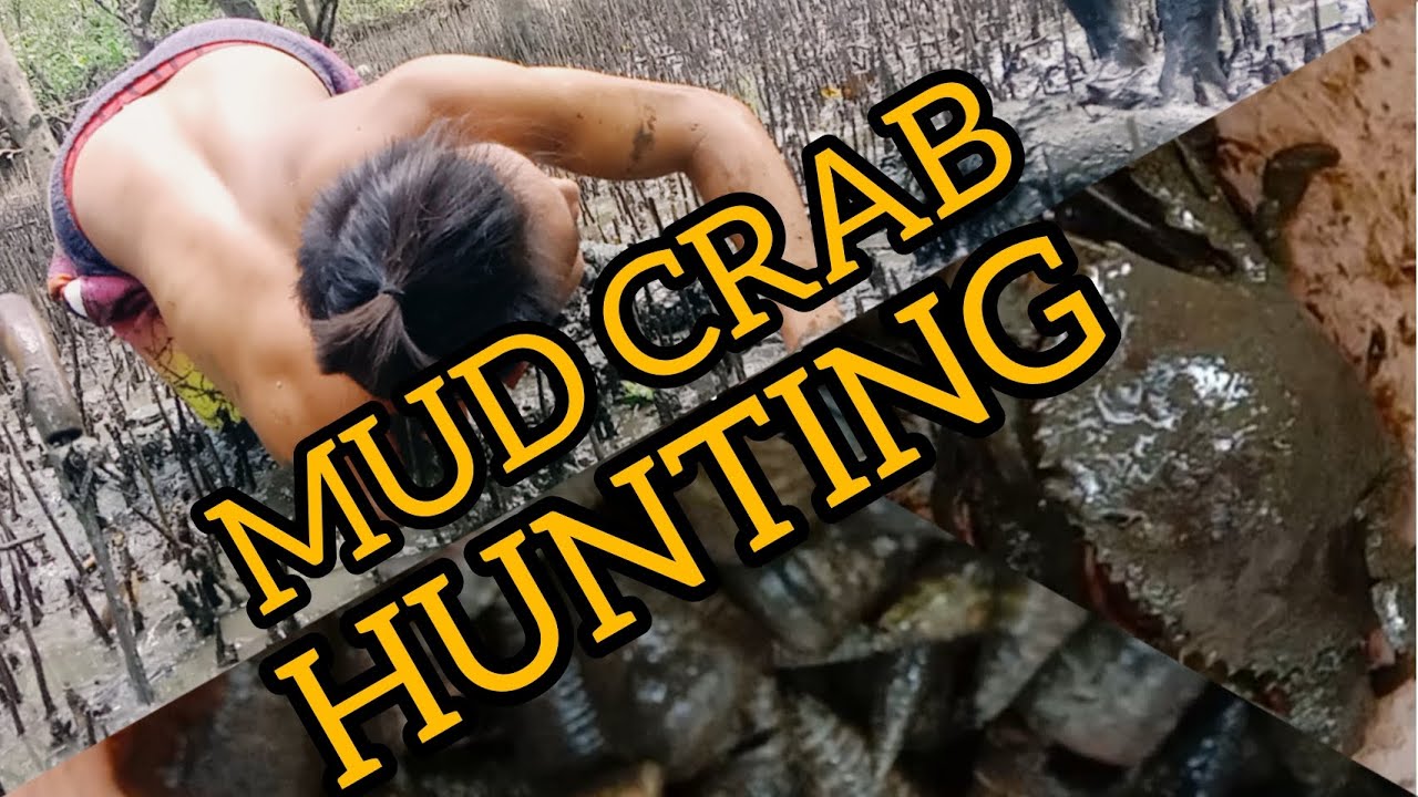 Mud Crab & Mud Creepers Hunting | Seashells | Sea Adventure | Fishing ...