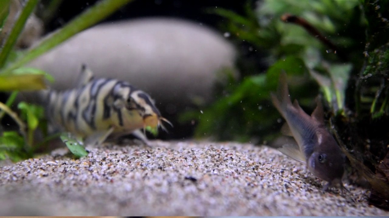 Bronze Corydoras, with Pakistani Loach and Albino Corydoras showing up ...