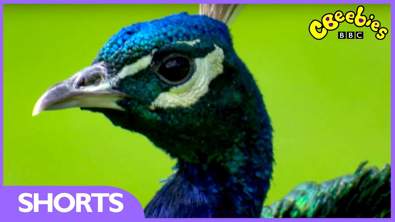 CBeebies | My Pet And Me | Peacock - YouTube