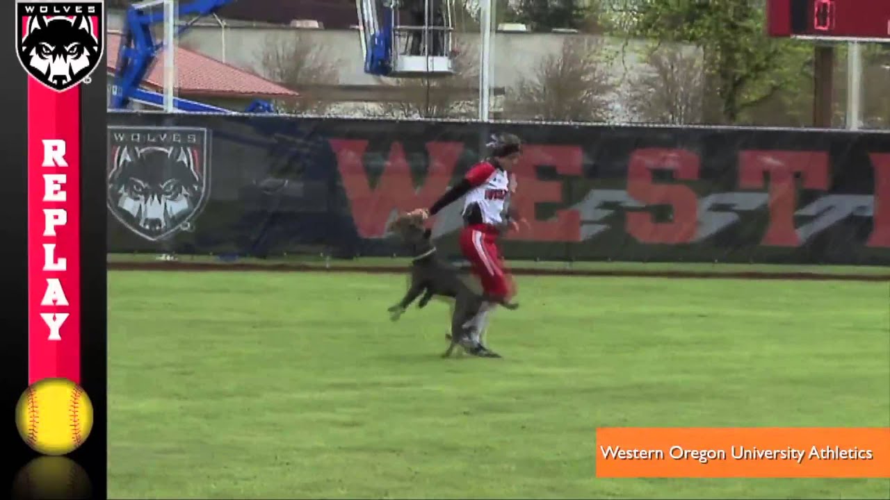 Dog Runs Out on Softball Field During Game, Steals Players' Gloves ...