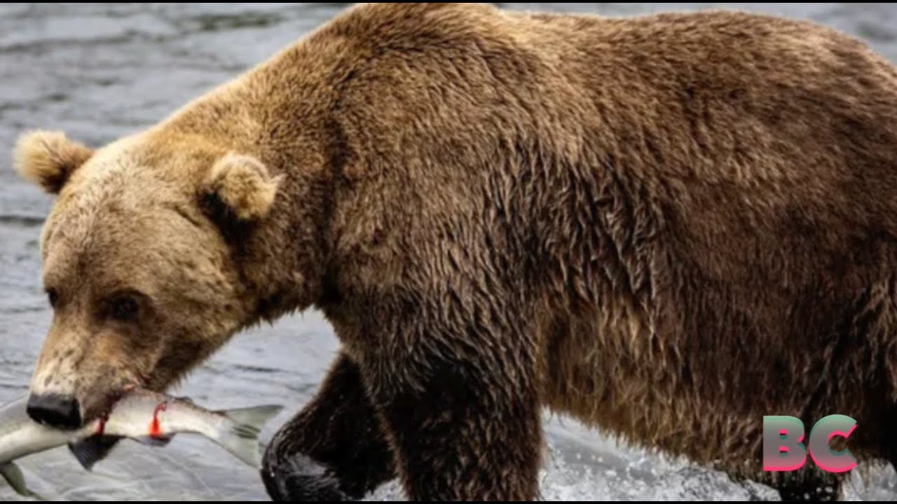 Hunter’s remains found after suspected bear mauling in Alaska - YouTube