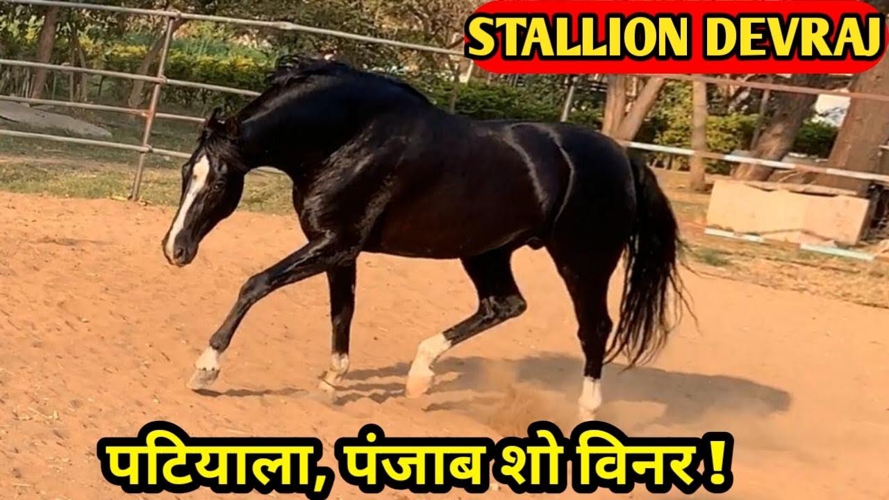 Stallion devraj / dev stud farm - YouTube