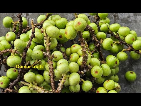 Dumur fruits, cluster fig tree.It is edible as vegetables, ডুমুর ফল ...