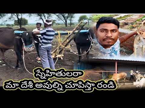 || A Day With My Cows || Save Cows || Save Animals || Save Trees ...