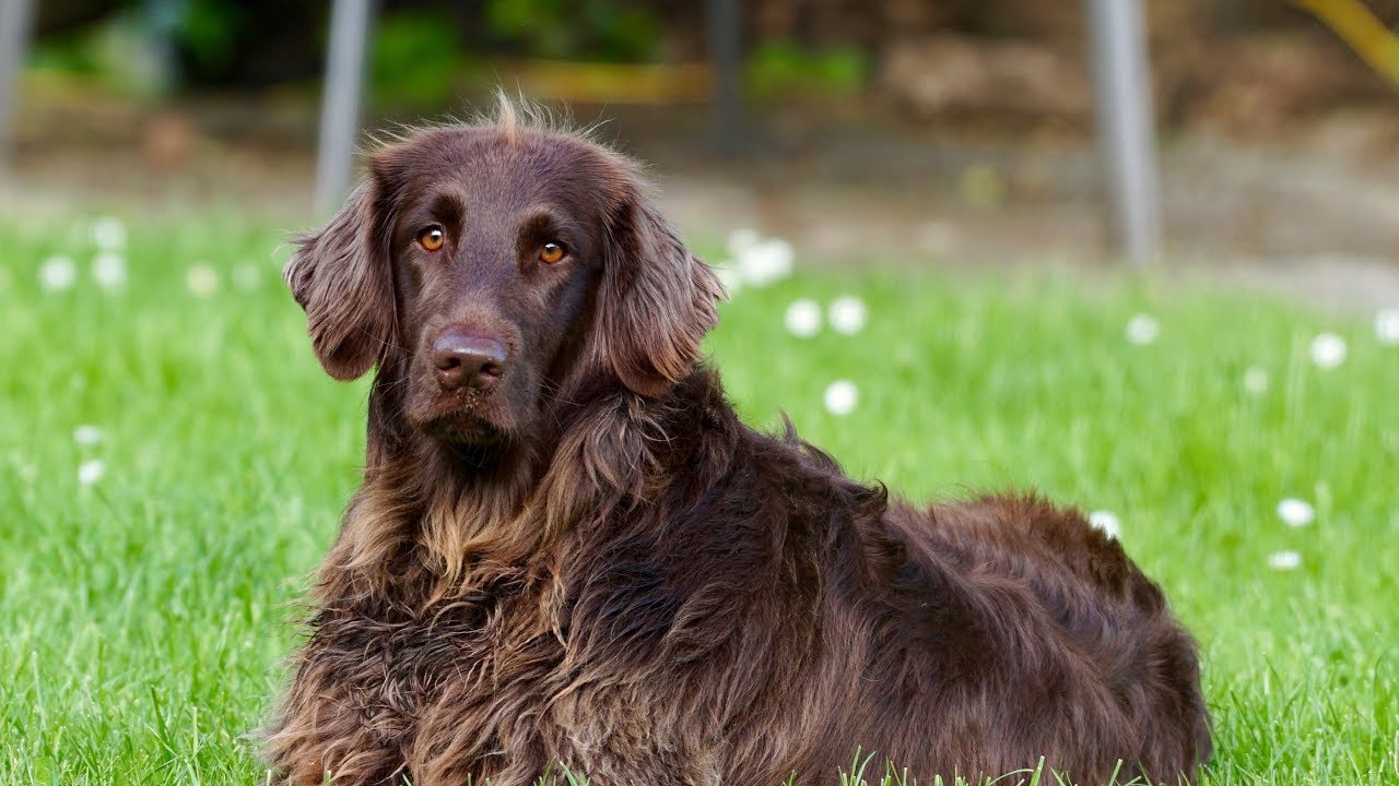 German Spaniel (Deutscher Wachtelhund) - YouTube