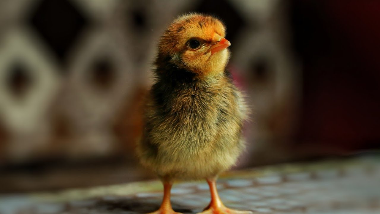 Chick Sound Effect | Animal sounds Learn (HD) - YouTube