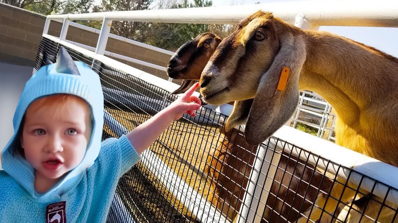 FEEDING GOATS!! Adley visits an Animal Farm to play with the pets and ...