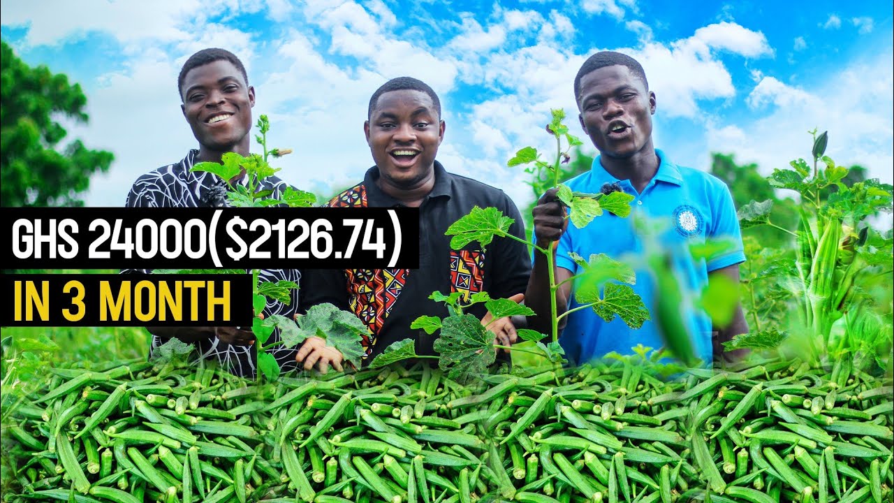 Okro Farming | Why It's Profitable to start an Okro Farm in 2023 | Easy ...