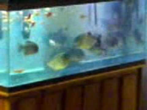 Fish in 55g.3gp