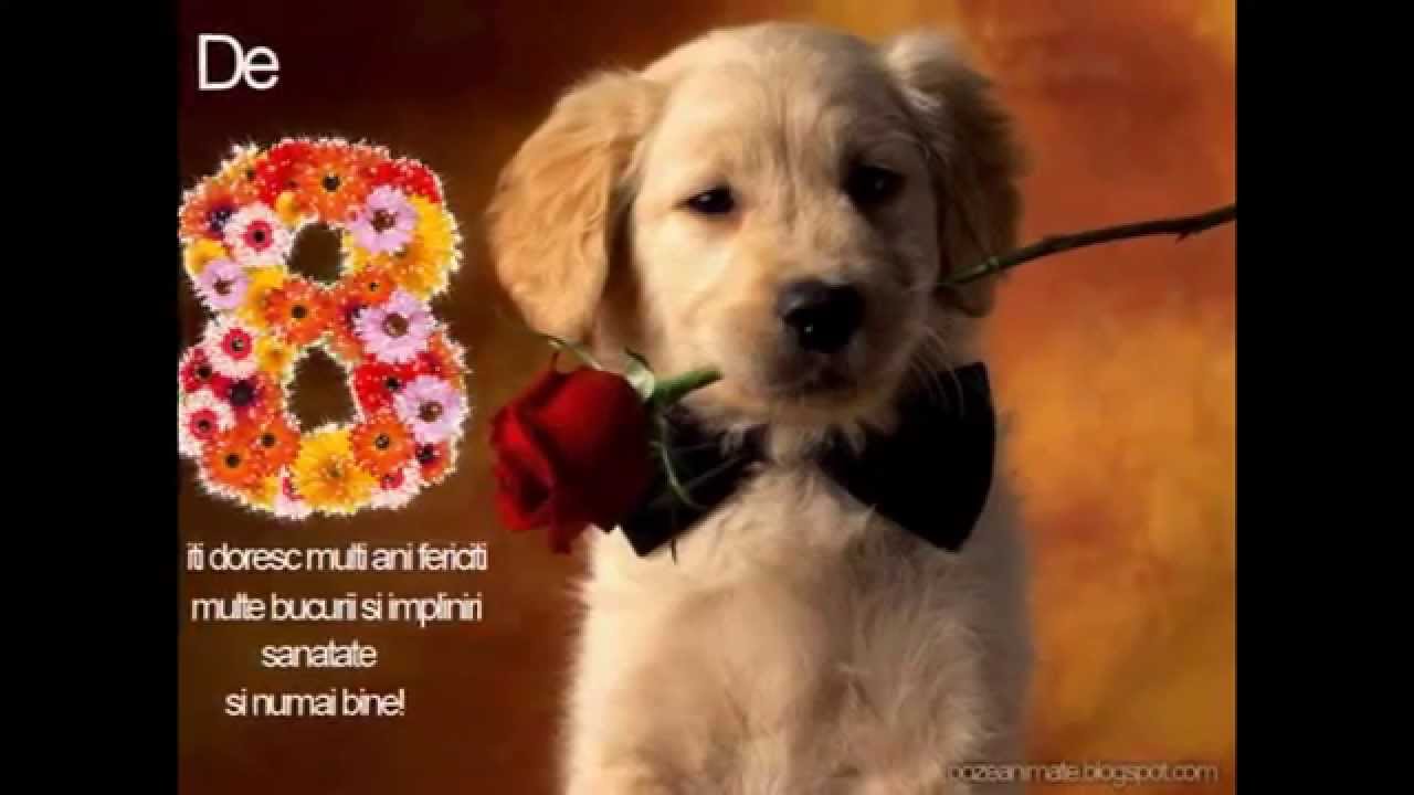 catei mici si draguti - YouTube