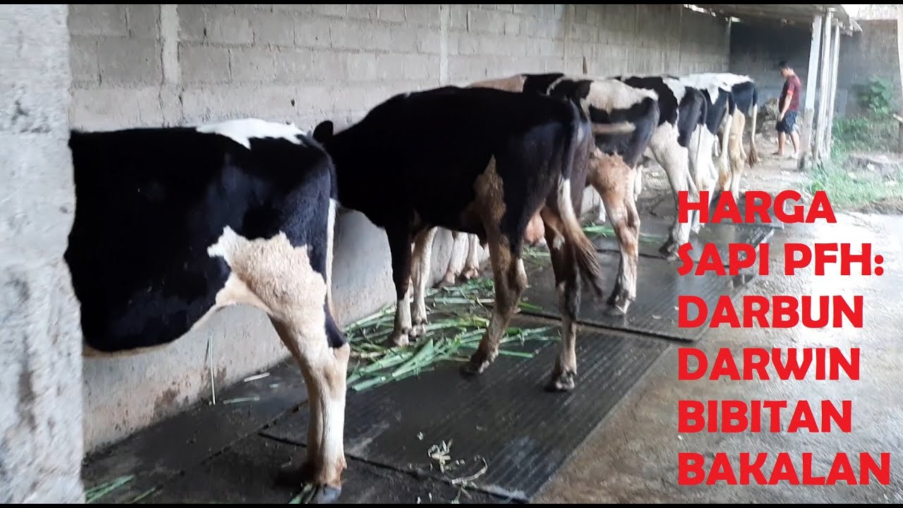 UPDATE HARGA SAPI PERAH BAKALAN, BIBITAN, DARA, DAN KEBUNTINGAN JENIS ...