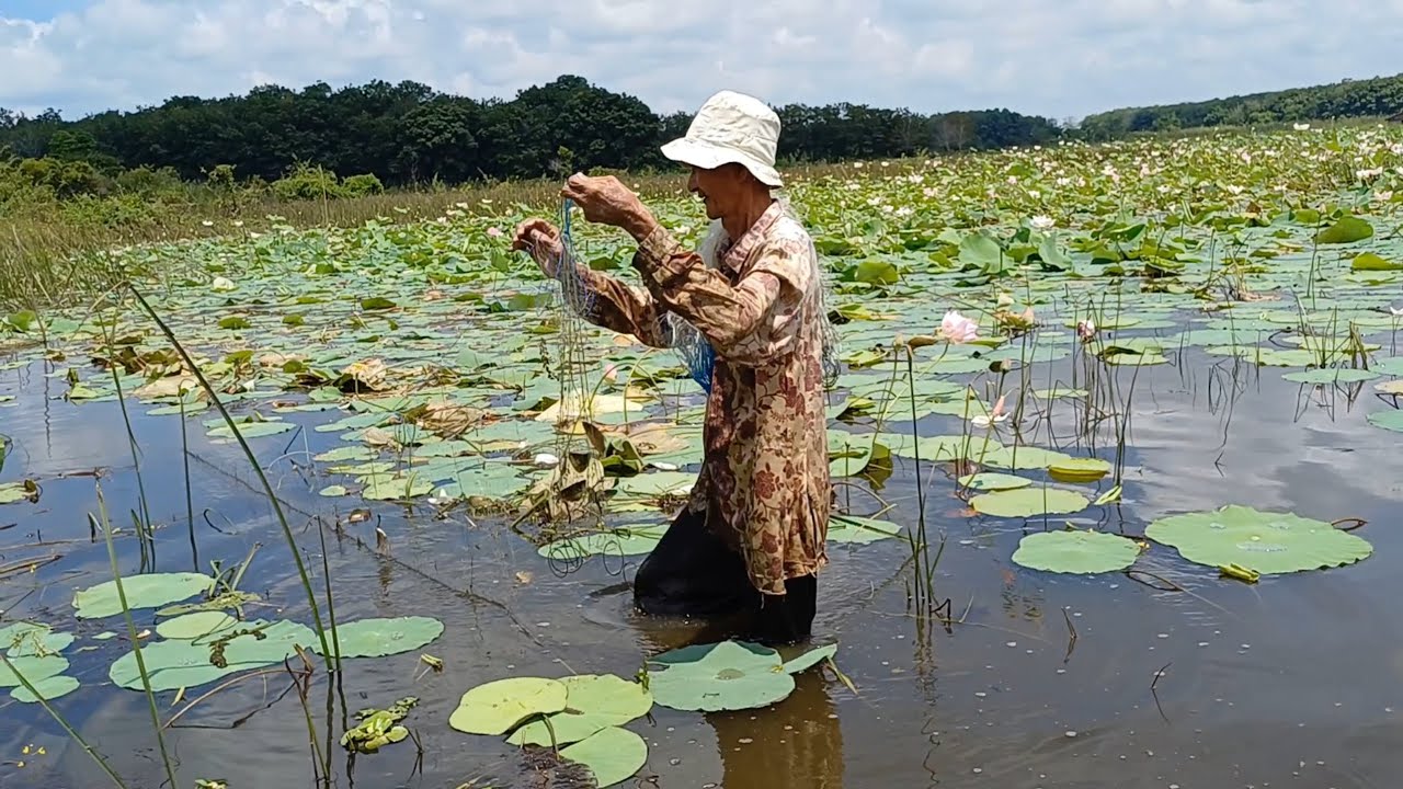MUKAT IKAN SEPAT DI LAUTAN TERATAI LIAR ! SEKALI ANGKAT PULUHAN IKAN DI ...