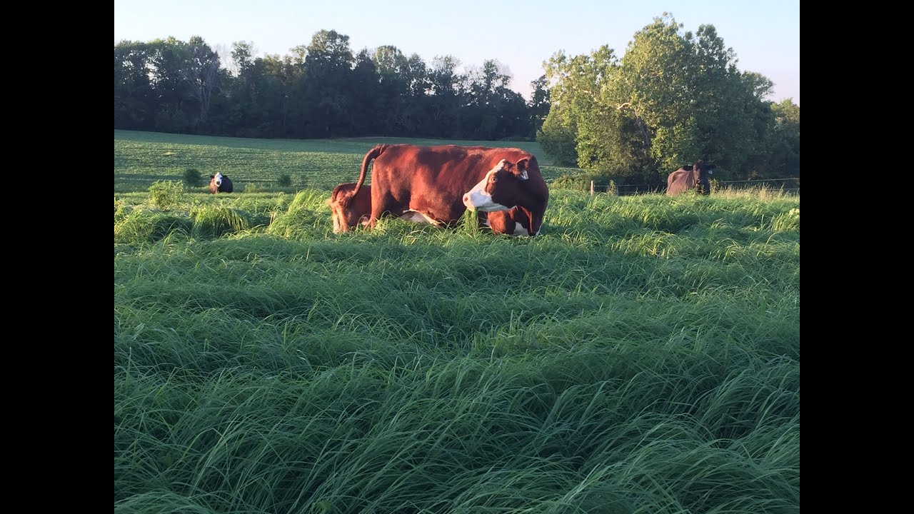 Circle G Farms- Welcome! - YouTube