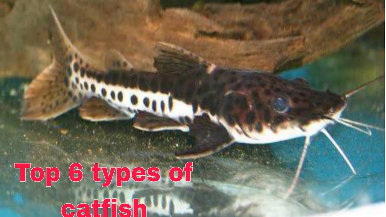 Top 6 types of catfish my favourite fish - YouTube