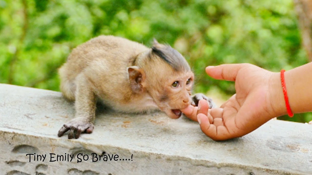 How Brave Emily Is.! Adorable Girl Emily Is Brave To Dare Chew The ...