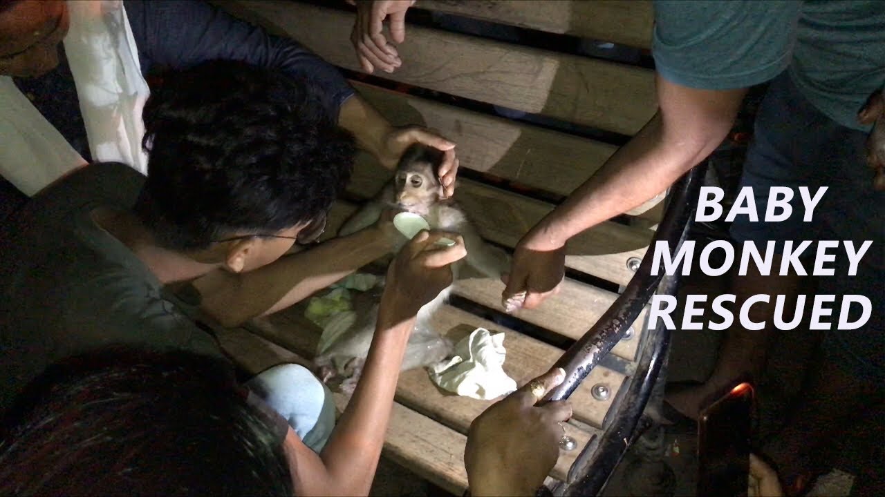 BABY MONKEY RESCUED - YouTube