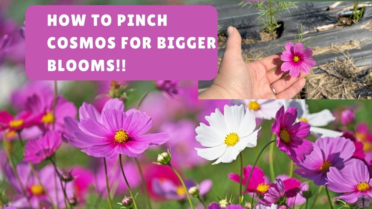How to Pinch Cosmos for bigger plants, Flower Farming - YouTube