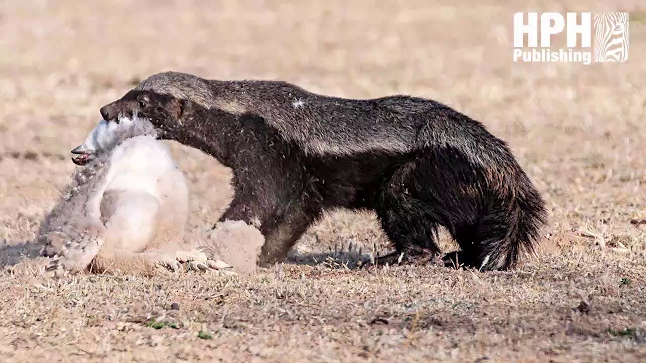 The honey badger thief - YouTube