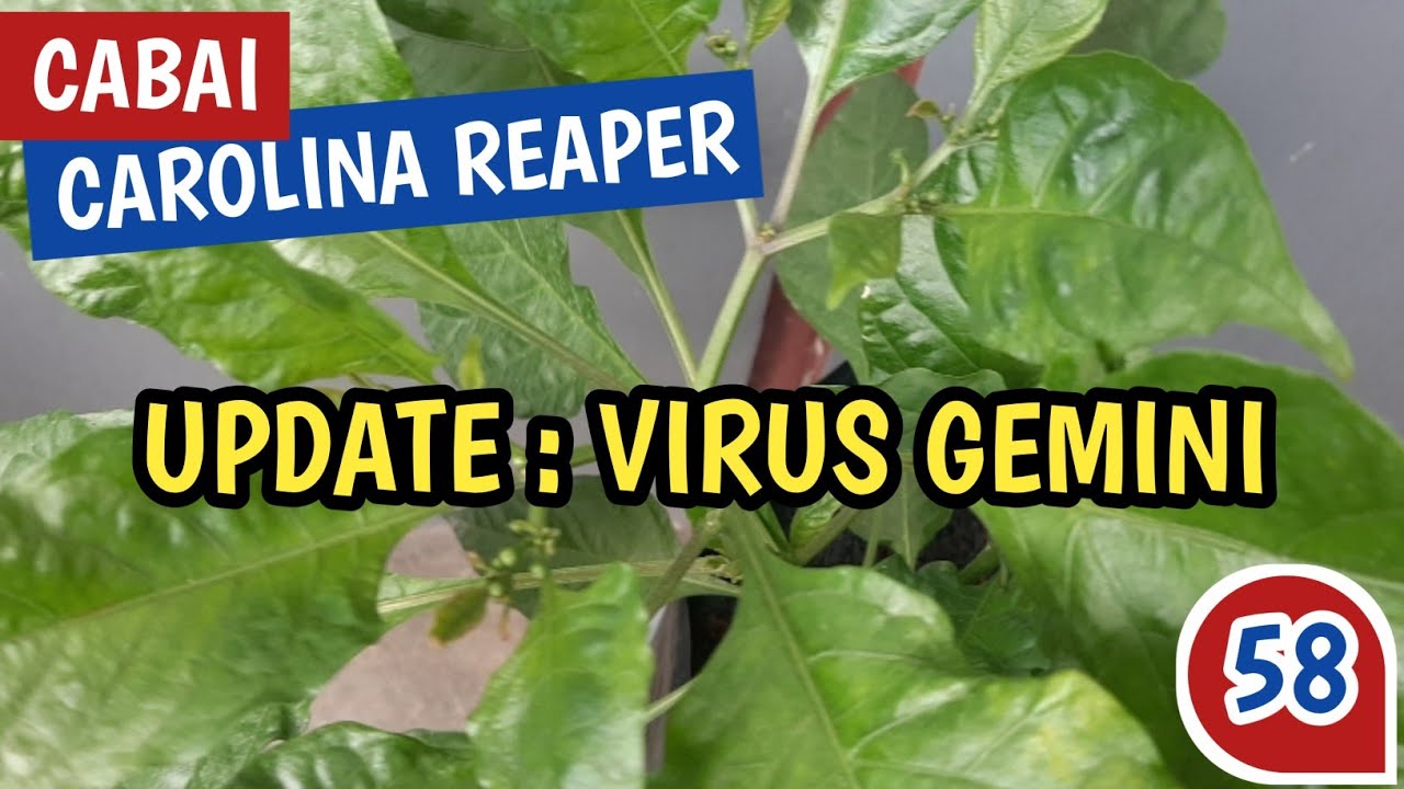 Eps 58 : Cara Menanam Cabe Carolina Reaper Series Red 🔥 UPDATE VIRUS ...