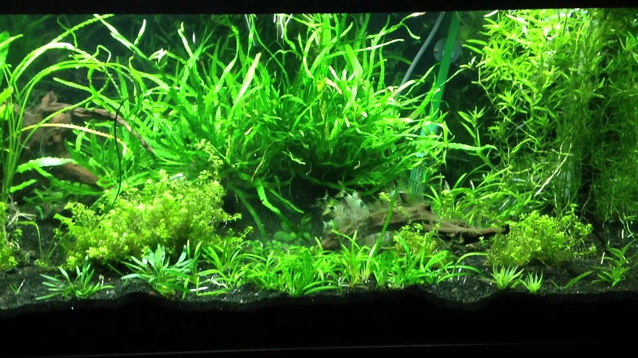 EXODONS feeding! - YouTube