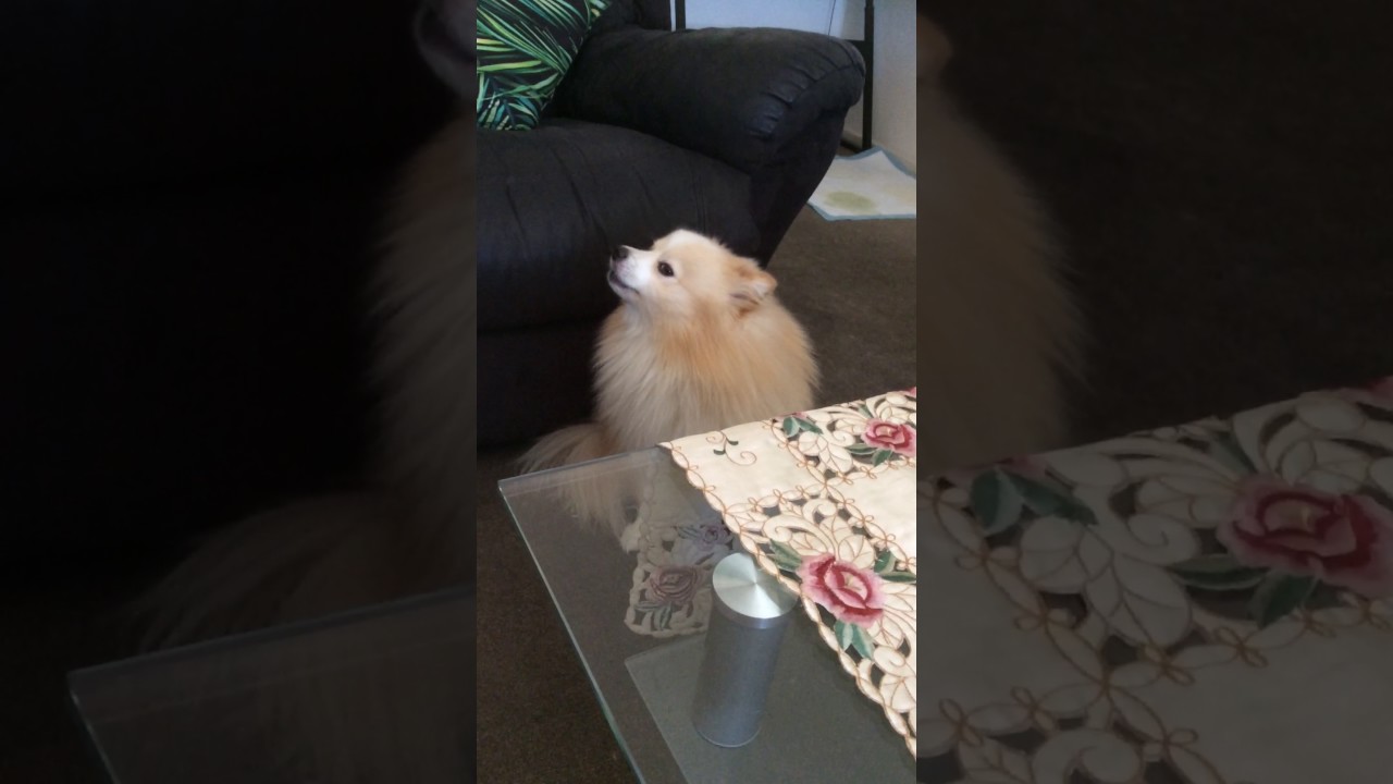 CUTEST Pomeranian Howling!!!! Ash the singing Pom!!! -Ash The Pom - YouTube