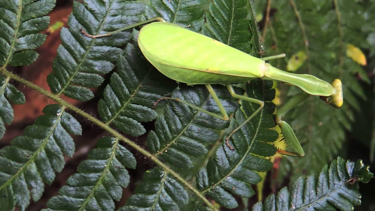 Camelomantis - YouTube