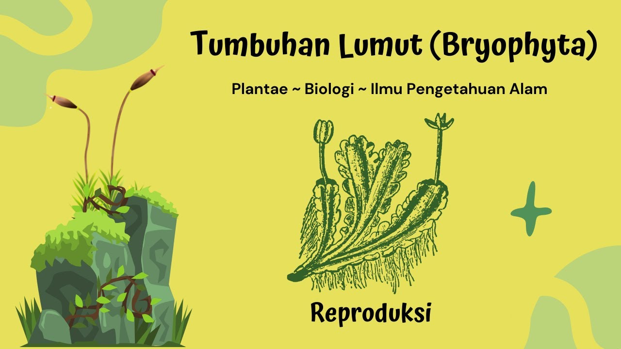 Reproduksi Tumbuhan Lumut, Tahapan Reproduksi Tumbuhan Lumut Bryophyta ...