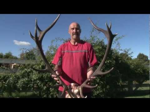 15 point red stag - roar 2012 Ruapehu district