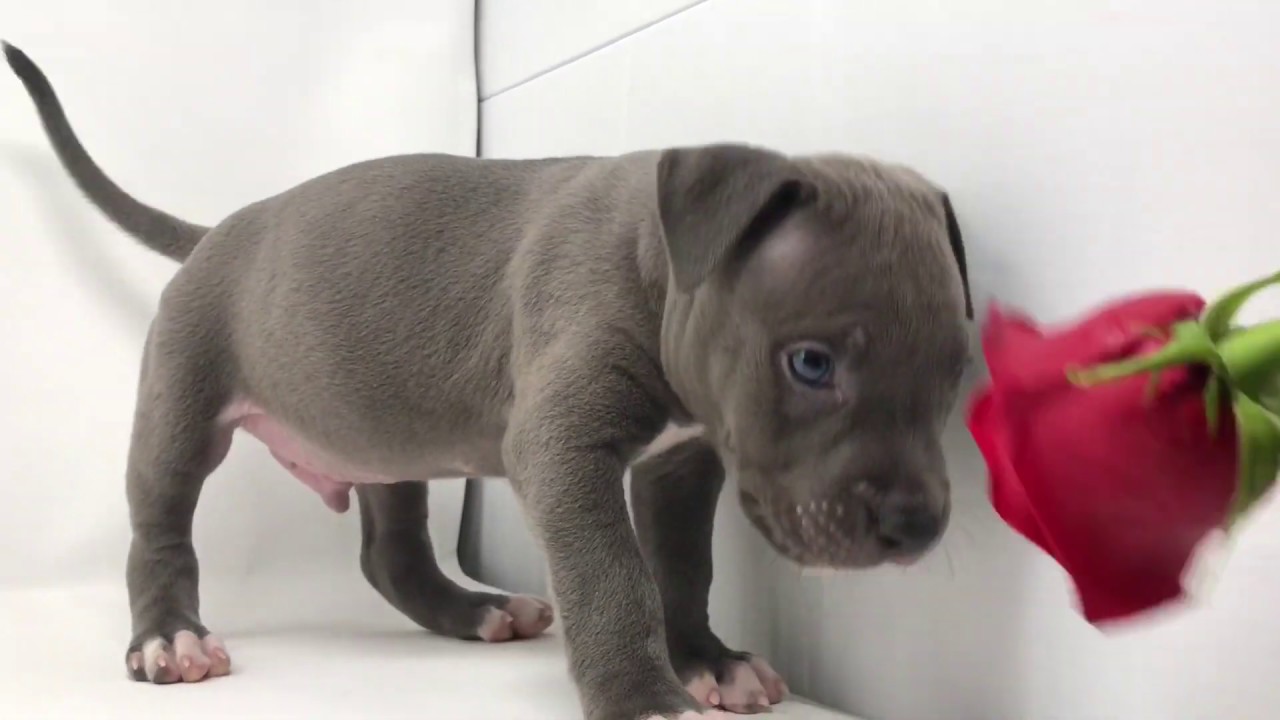 Adorable puppy loves roses!!! - YouTube