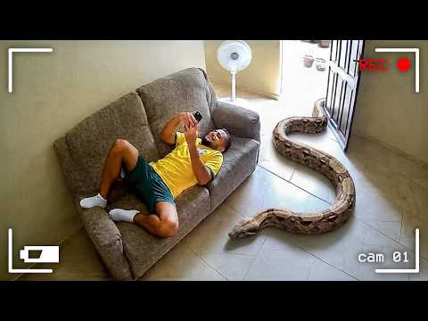 Terrifying Snake Encounters Caught on Camera
