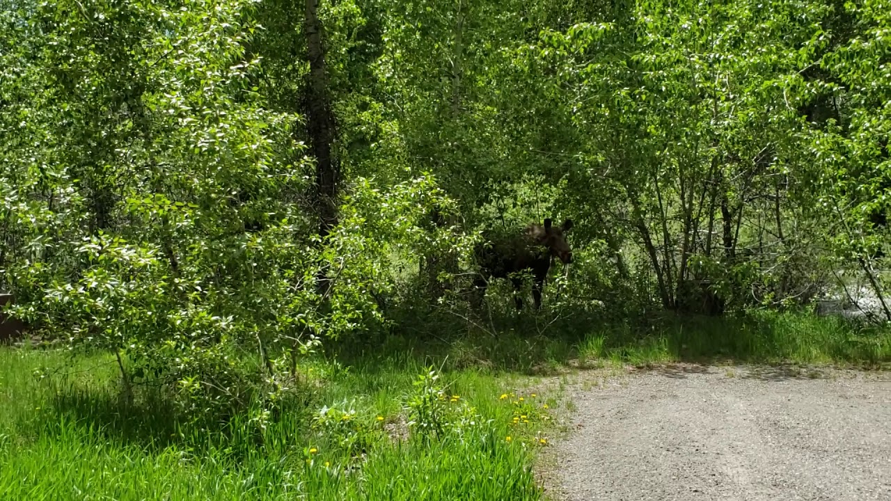 Baby Bullwinkle - YouTube