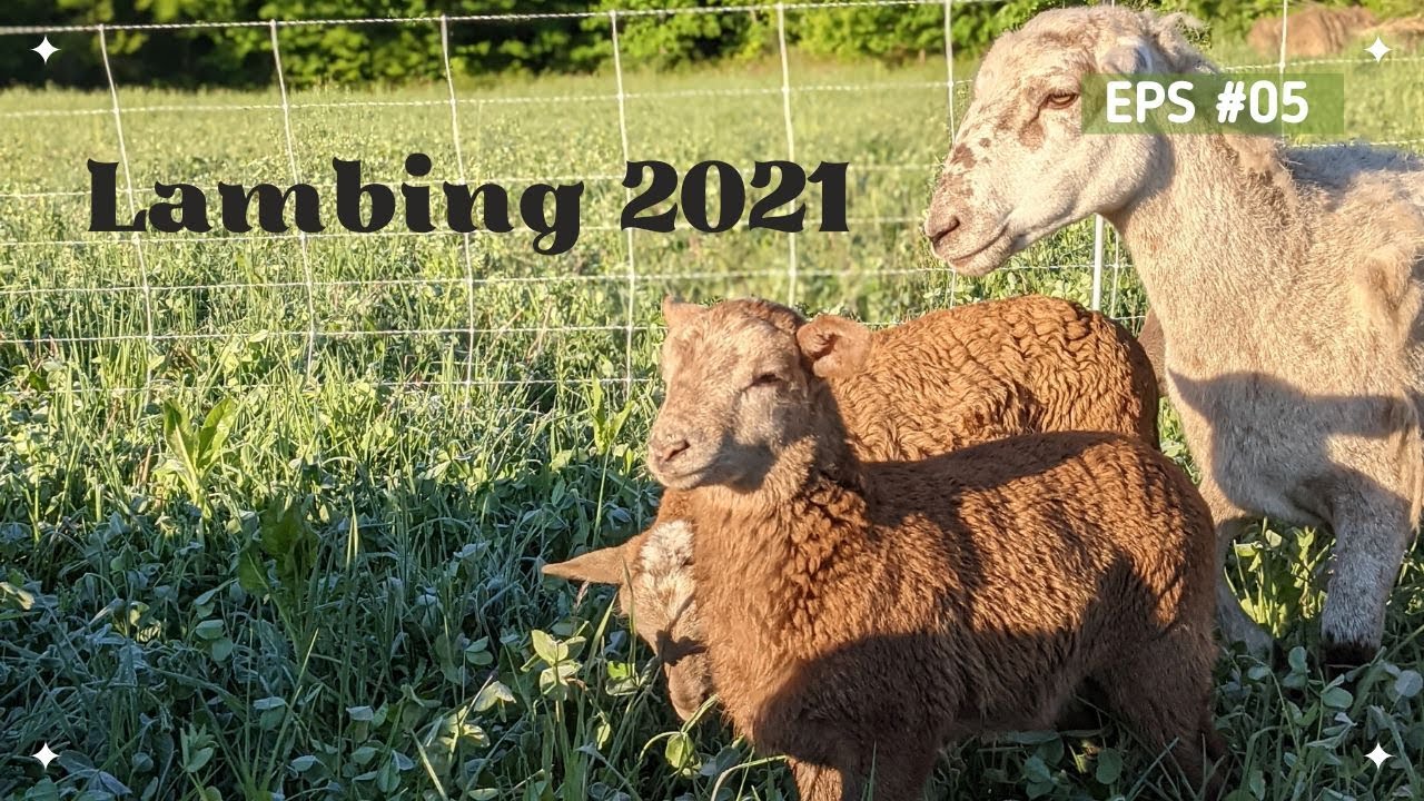 Lambing 2021! - YouTube