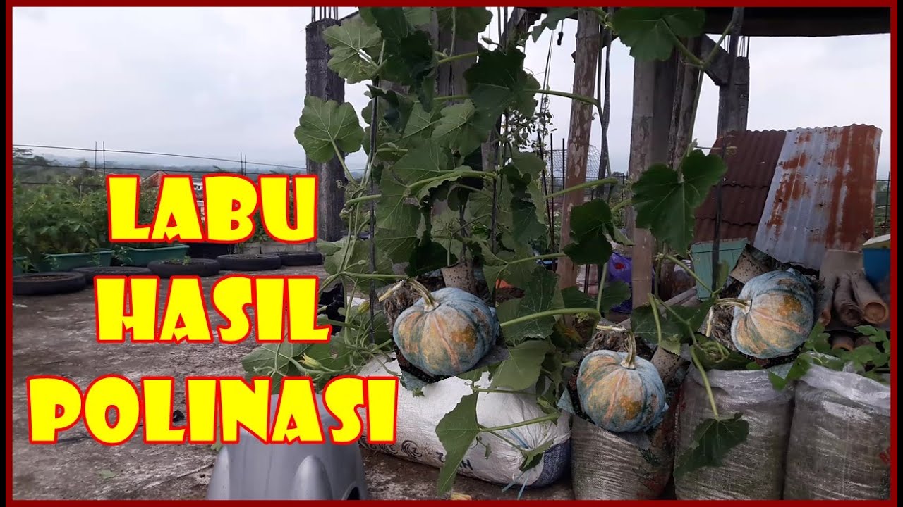 CARA MENANAM LABU BESAR DI KARUNG BEKAS | HOW TO GROW PUMKIN AT HOME ...