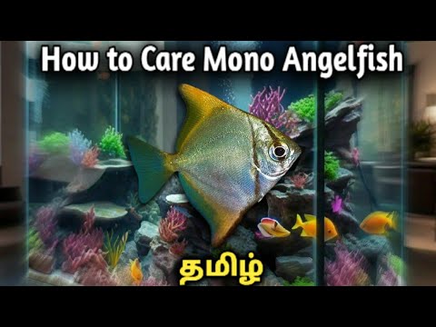 How to Care Mono Angelfish (Monodactylus argenteus) Tamil - YouTube